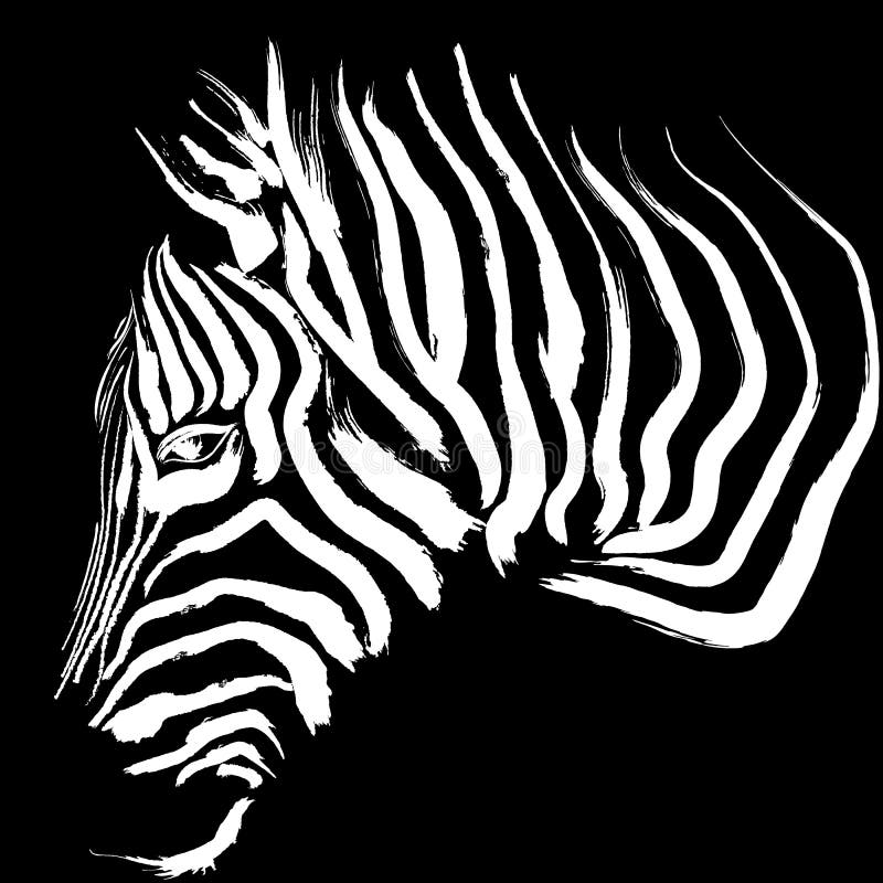 Zebra Brush Stroke Painting Over Black Background Stock Illustration ...