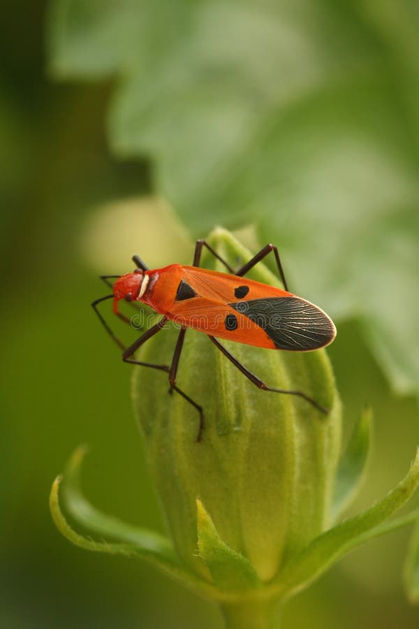 Zebra Picture. Image: 1837255