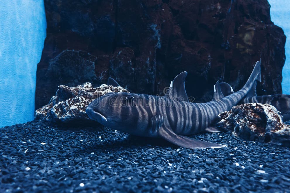 Zebra bullhead shark stock image. Image of organism - 200904131