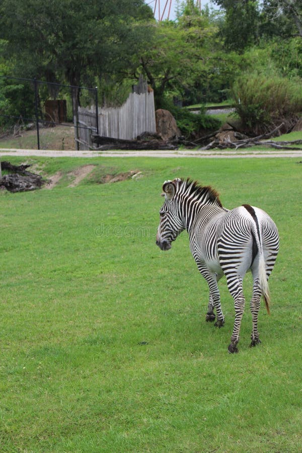 Zebra stock image. Image of animal, grass, grassland - 321541437