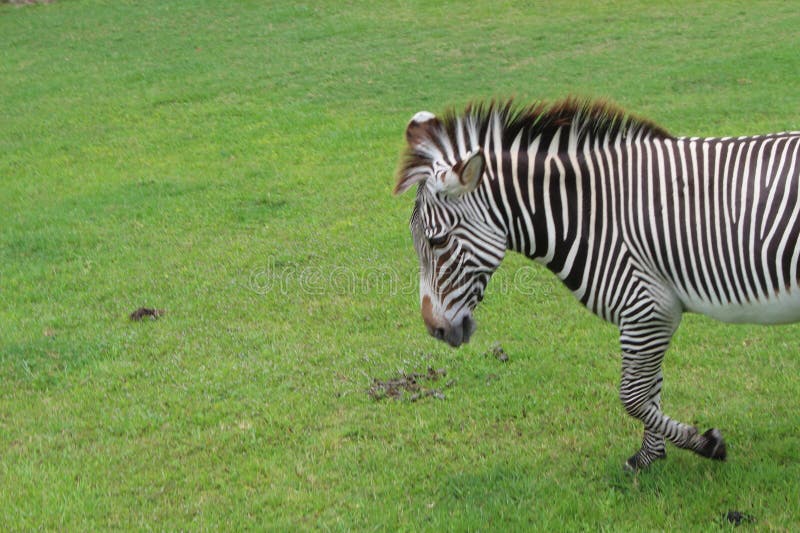 Zebra stock image. Image of savanna, grazing, giraffe - 321541445