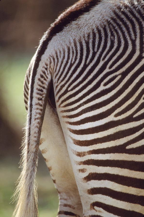 Zebra close-up stock image. Image of hair, closeup, back - 27934233