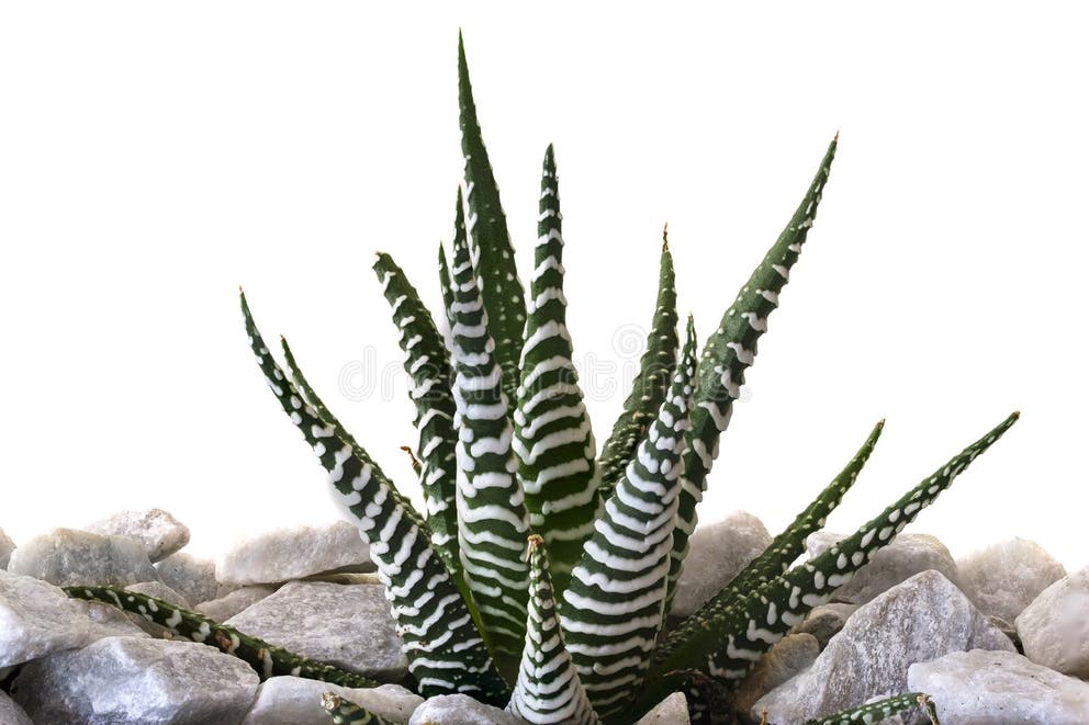 Zebra Cactus stock photo. Image of attenuata, marble - 149966072