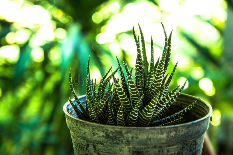 Zebra Cactus stock image. Image of flora, cartoon, shop - 100712423