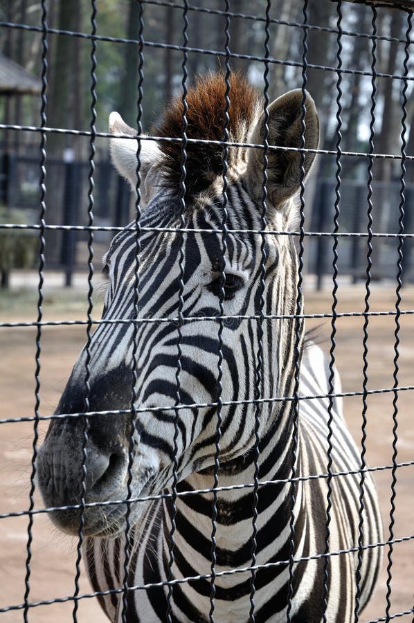 Zebra in cage stock photo. Image of black, white, heads - 13340904