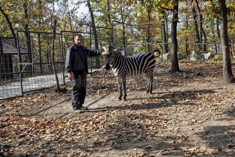 Zebra in Cage at ZOO Bor Serbia 01 Editorial Stock Image - Image of ...
