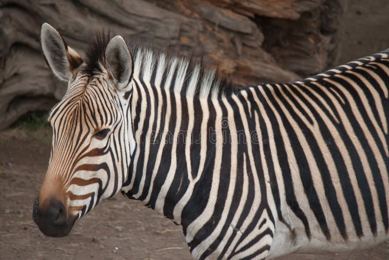 Zebra in a cage at a zoo stock image. Image of nature - 234734153