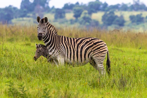 Zebra Calf Protect stock photo. Image of stripes, colt - 29083330