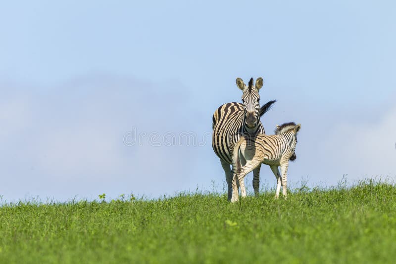 Zebra Calf Feeding stock photo. Image of animals, feeding - 29082714