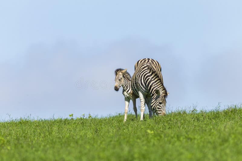 Zebra Calf Feeding stock photo. Image of animals, feeding - 29082714