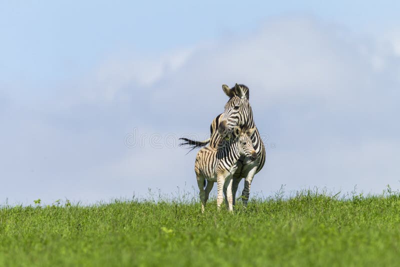 Zebra Calf Feeding stock photo. Image of animals, feeding - 29082714
