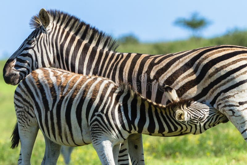Zebra Calf Feeding stock photo. Image of animals, feeding - 29082714
