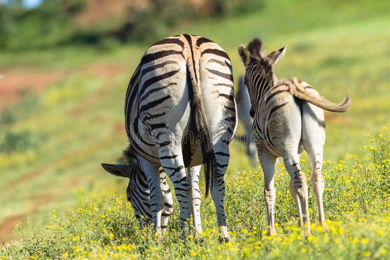 Zebra Calf Feeding stock photo. Image of animals, feeding - 29082714