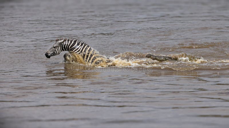 Zebra Captured Swimming in a Waterhole Stock Image - Image of fauna ...