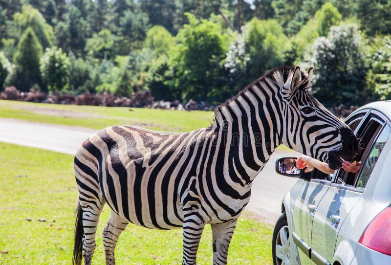 Zebra on a car stock image. Image of portrait, beautiful - 57555141