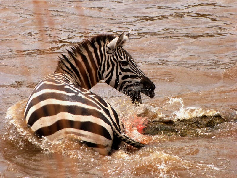 Crocodile catching a zebra stock photo. Image of crocodile - 29930716