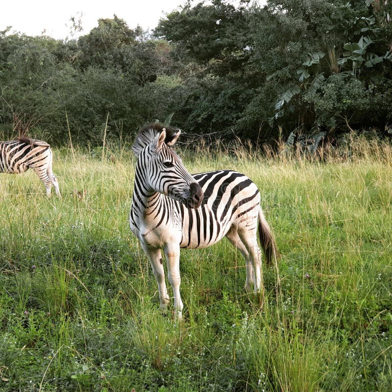 Ranfen Stock Photos - Free & Royalty-Free Stock Photos from Dreamstime