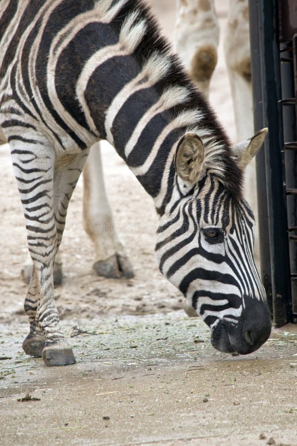 Zebra close up stock photo. Image of stripes, animal - 107647242