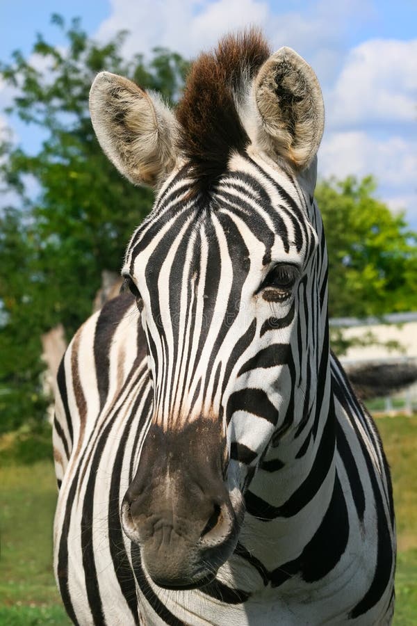Zebra Close Up stock photo. Image of nose, africa, game - 12806284