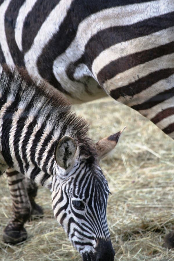Zebra close-up stock photo. Image of clean, black, zebra - 1509636