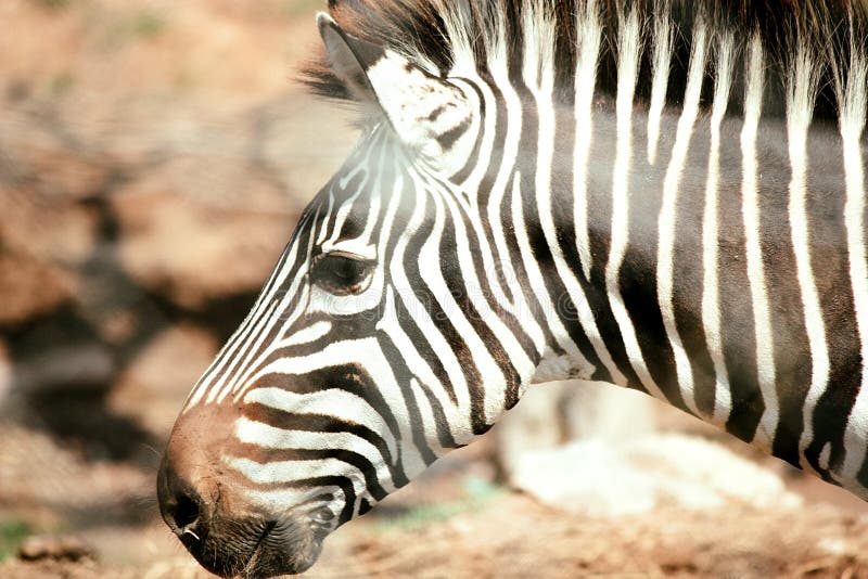 Zebra Close Up stock photo. Image of antler, blooming - 20125566