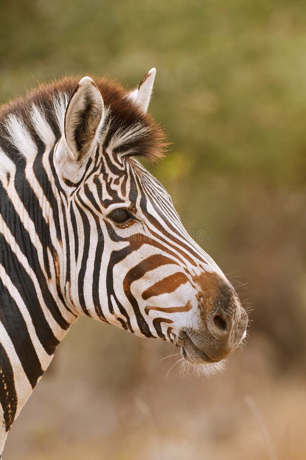 Zebra close-up stock photo. Image of equus, park, card - 26514708