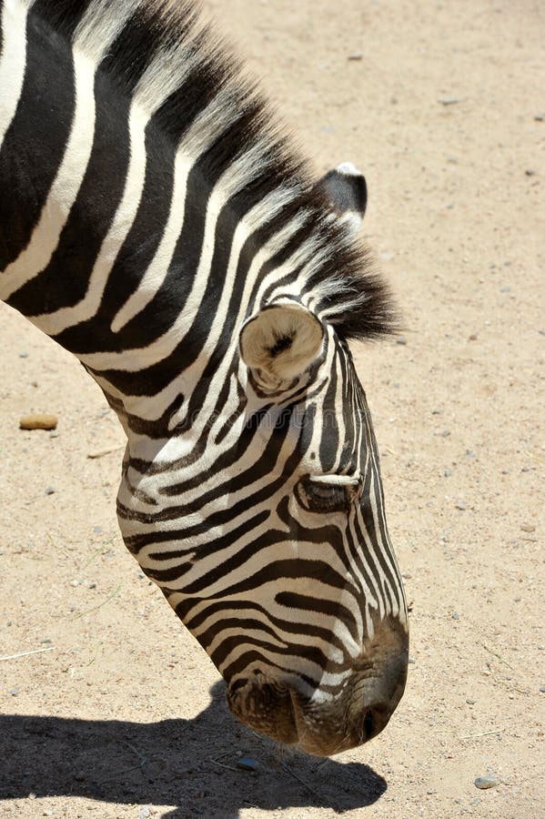 Zebra stock image. Image of confuse, face, ecology, mammal - 74953685