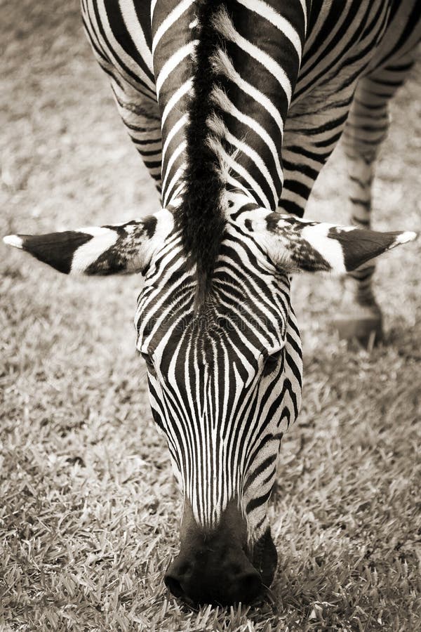 Zebra, close up stock image. Image of striped, closeup - 57223001