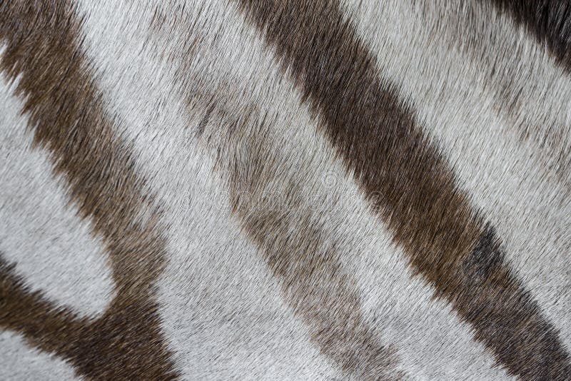 Zebra close up stock photo. Image of wild, striped, pattern - 68280002