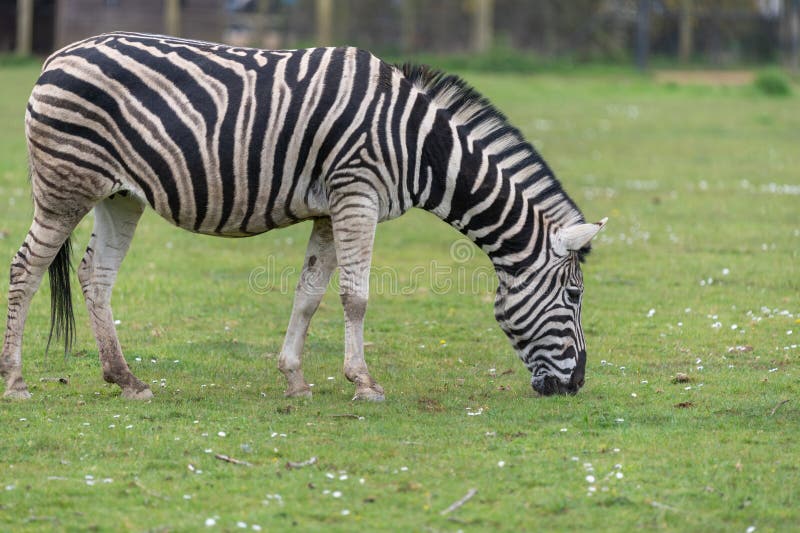 Zebra stock image. Image of striped, zebra, eating, captivity - 340393807