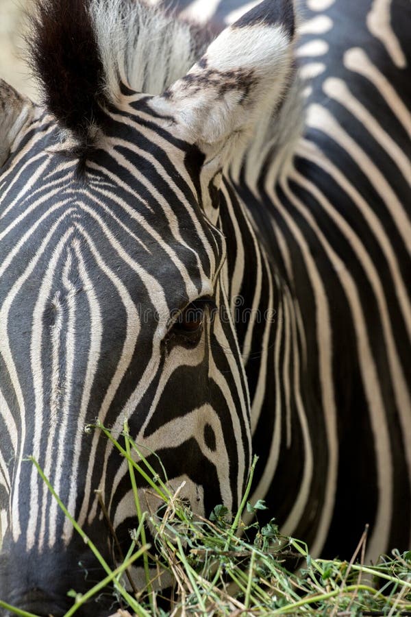 Zebra close-up head stock image. Image of sight, cute - 76422717