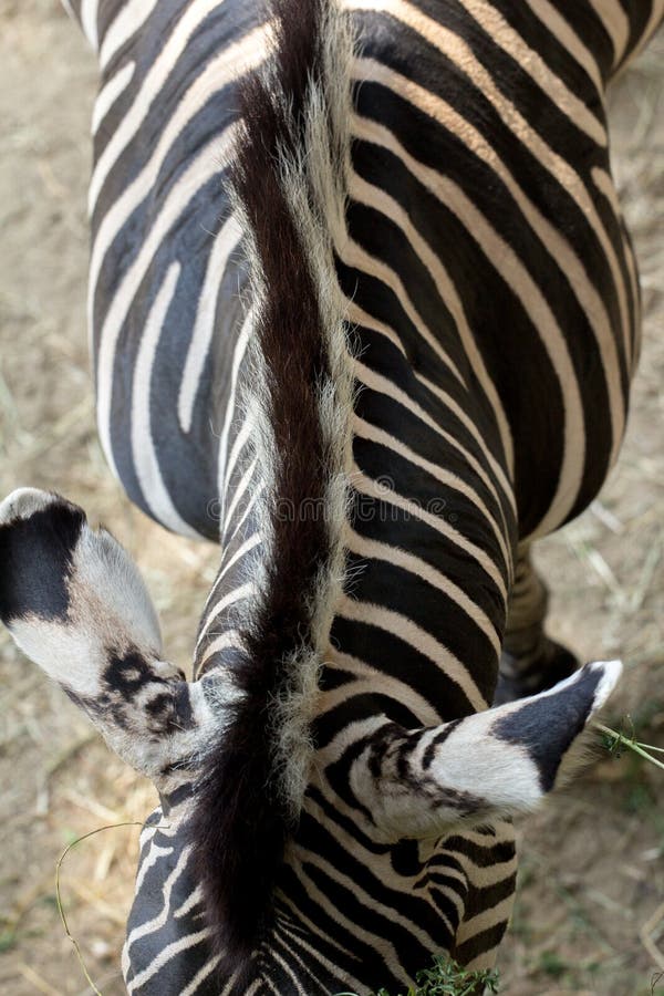 Zebra close-up head stock image. Image of park, close - 76422835