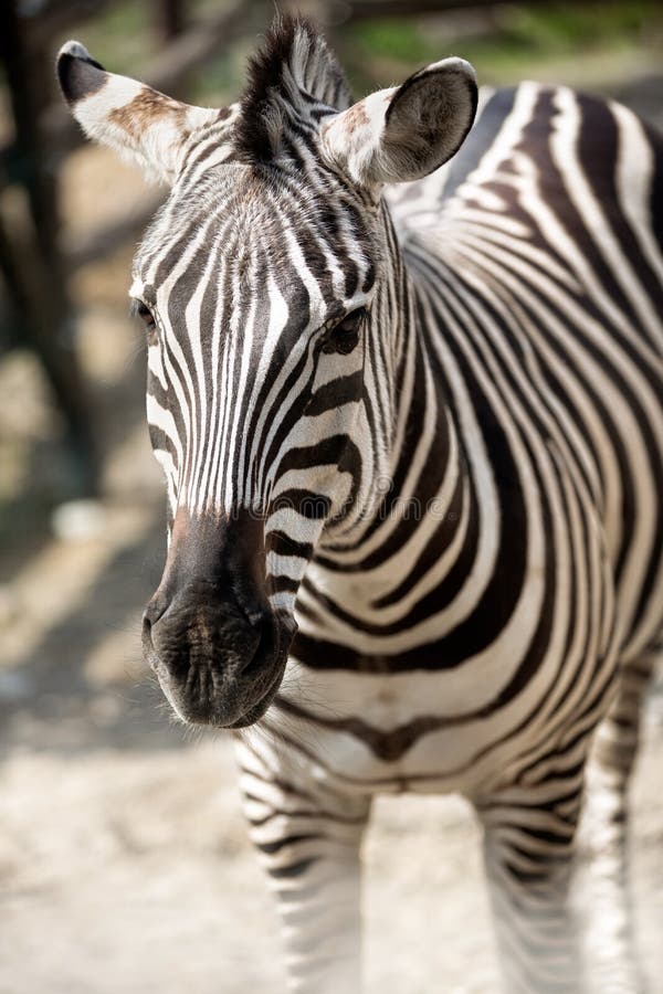 Zebra stock photo. Image of baby, beauty, cute, animal - 40822556