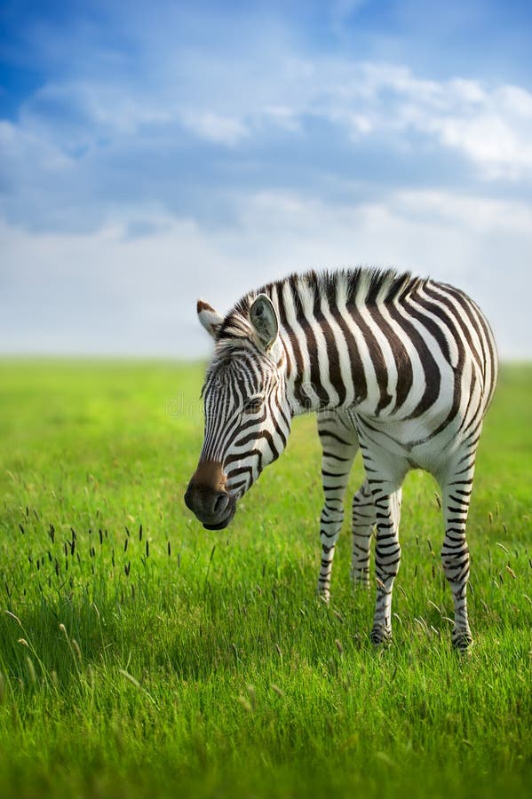 Zebra close-up portrait stock image. Image of cape, sunlight - 247695697