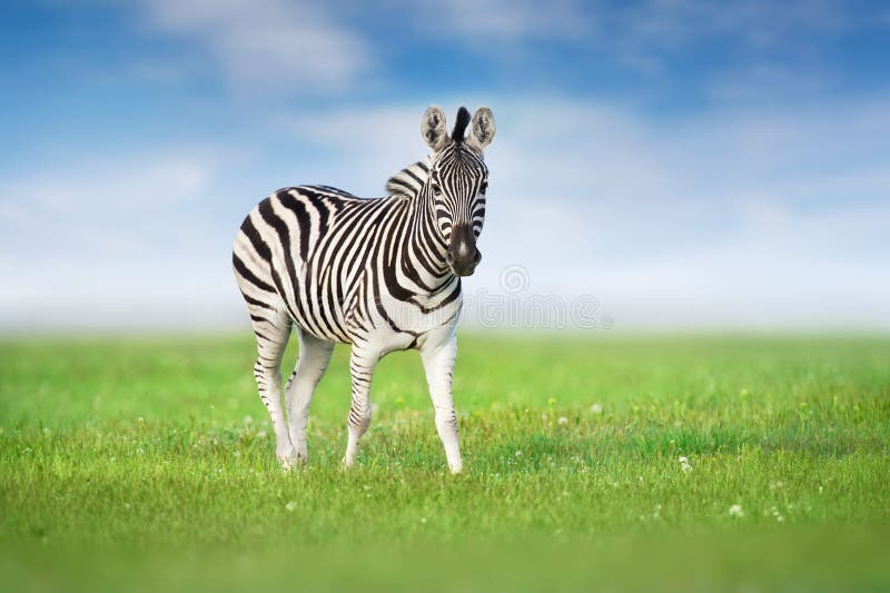Zebra close-up portrait stock image. Image of zebra - 284974639
