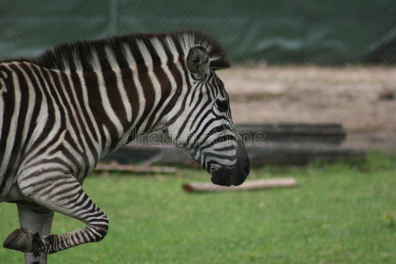 Zebra Hoof Print Stock Photos - Free & Royalty-Free Stock Photos from ...