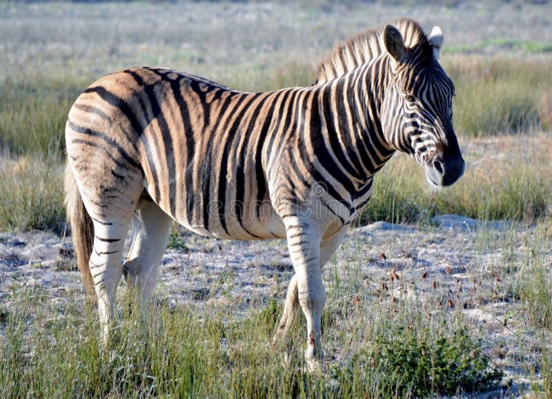 Zebra stock image. Image of morning, wildlife, black - 43132993