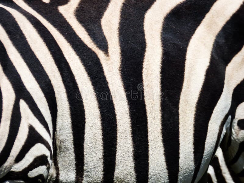 Zebra close up stock photo. Image of area, black, close - 111011046