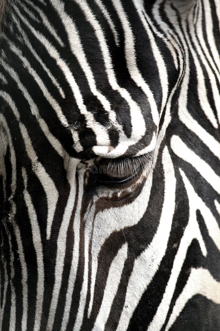 13,475 Zebra Closeup Stock Photos - Free & Royalty-Free Stock Photos ...