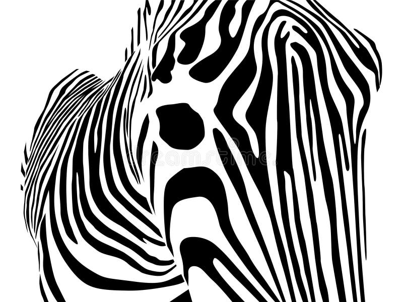 Zebra from behind - vector stock vector. Illustration of species - 20413377