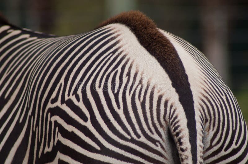Zebra Closeup of Rear End and Stripes Stock Image - Image of nature ...