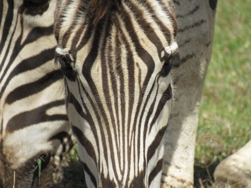 Zebra closeup stock image. Image of front, zebras, face - 83279283