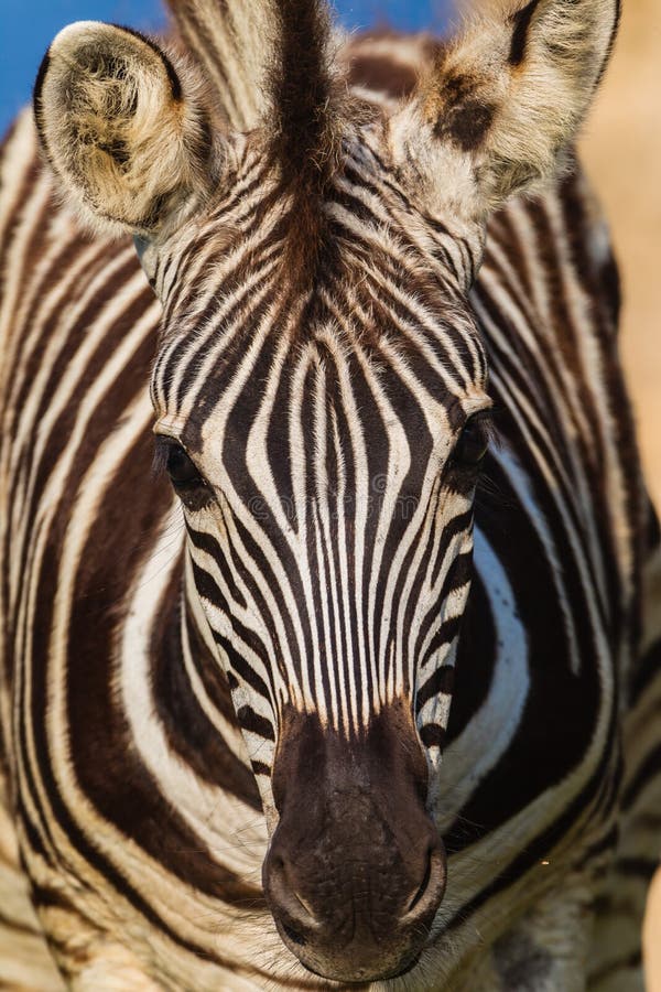 Zebra Colt Foal Portrait stock photo. Image of wildlife - 28614202