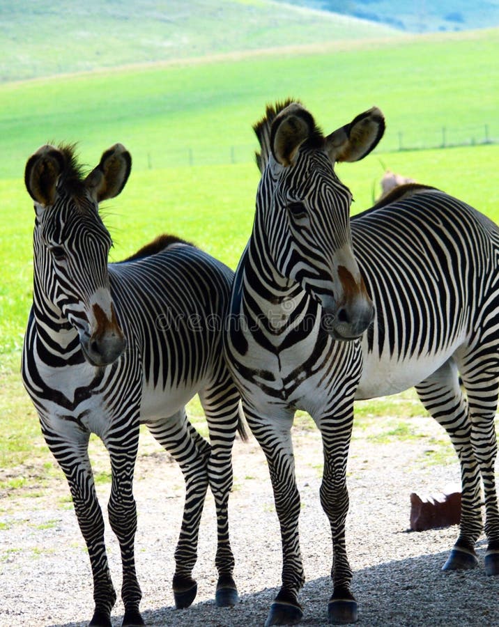 Zebra with colt stock photo. Image of motherhood, colt - 56293568
