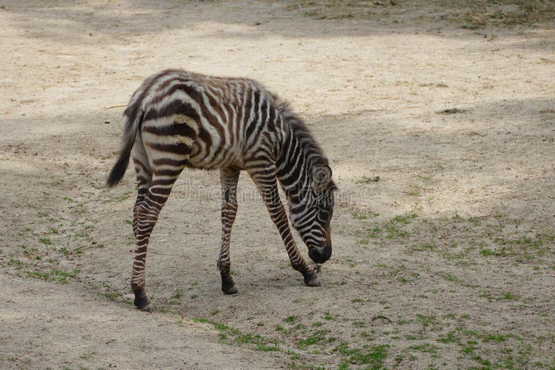 Zebra colt stock image. Image of black, nature, baby - 94090003