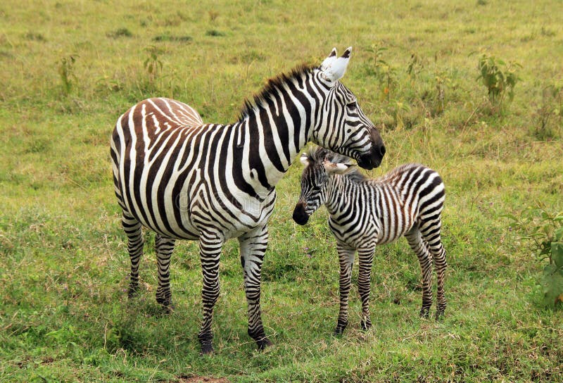 Zebra com comer do potro foto de stock. Imagem de fero - 10929114