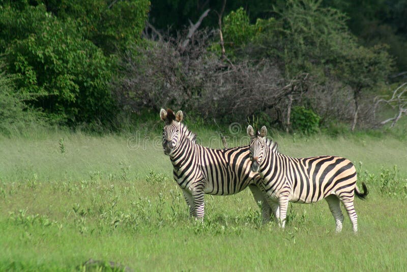 Zebra Couple in the Okavango Stock Image - Image of okavango, delta ...