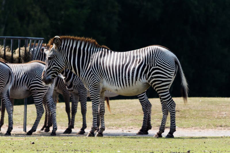 Zebra stock image. Image of wild, zebra, multiple, nature - 54139289