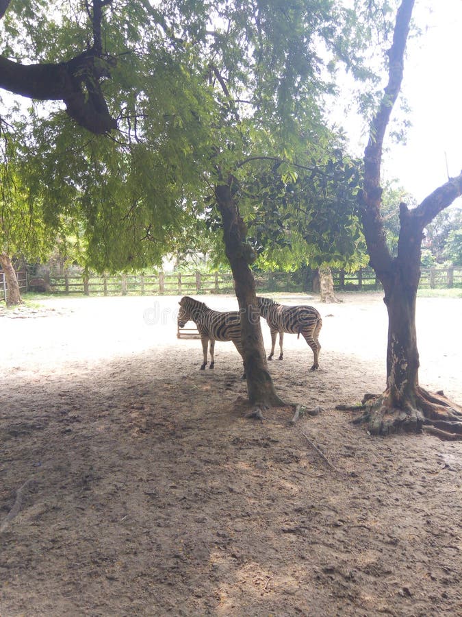 Zebra Couple stock photo. Image of zebra, couples, romantic - 94836854