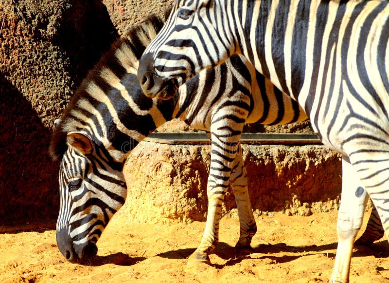 Zebra cross stock image. Image of zebra, sands, animal - 107211391